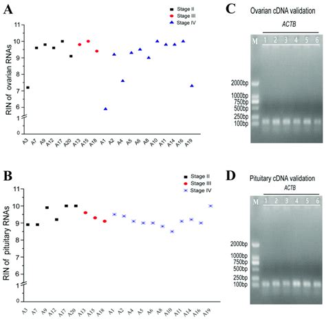 Quality Detection Of Total Rna And Cdna Rin Of Ovarian A And