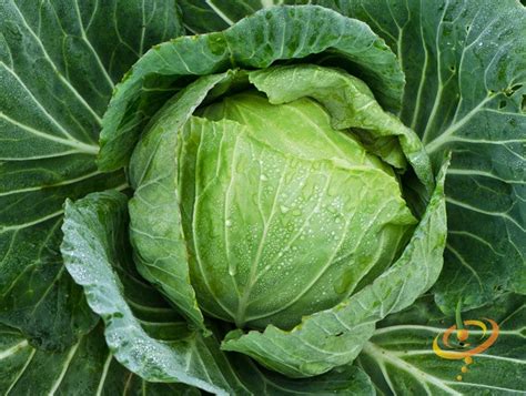 Non Gmo Cabbage Drumhead Seeds