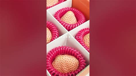 딸기는 원래 하얗다 퍼밋의 신데렐라 딸기 🍓 Shorts 딸기 하얀딸기 과일 스마트팜 신데렐라 Youtube