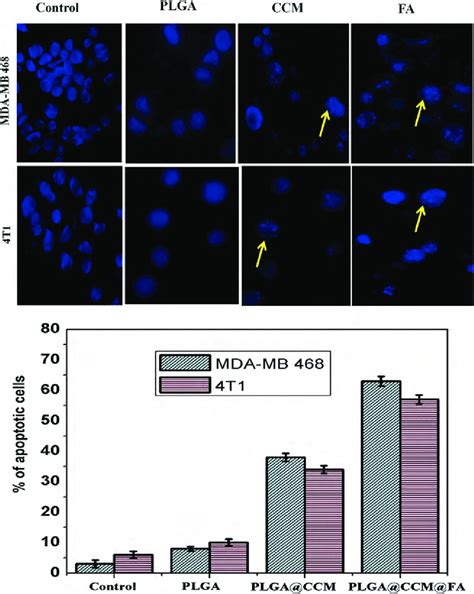 Cellular Morphology Study By DAPI Staining And Quantification Data Of Download Scientific