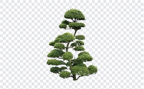Cloud Pruned Tree Png Cloud Pruning Image Cloud Free Cloud Mockup