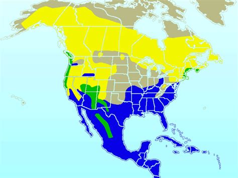 Yellow Rumped Warbler
