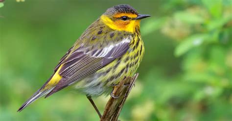Warblers Of North America A Complete Guide Nest Box Live