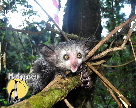 Ask A Lemur Researcher Q And A With Lemur Love Lemur Conservation