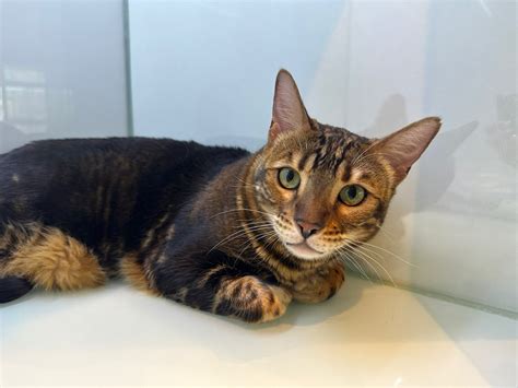 뱅갈 강이 포메라니안종류 말티즈종류 말티푸종류 푸들종류 먼치킨종류 랙돌종류 브리티쉬숏헤어종류 스코티쉬폴드종류 러시안블루종류 소형견성격 중형견성격 대형견성격 비숑프리제성격