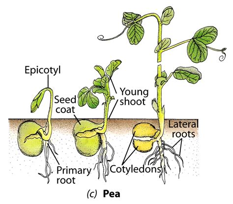 To Pea Or Not To Pea Gardening Is The Answer