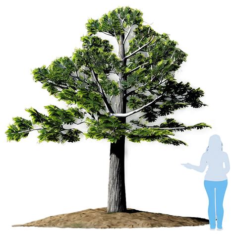Tree Elevation PNG Images 100 SubPNG Com Tree Elevation PNG Images 100 SubPNG Com