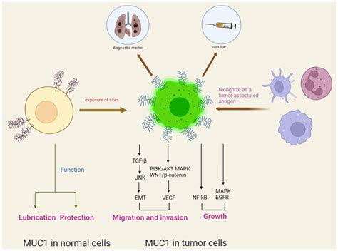 Expression Of Muc1 In Different Tumours And Its Clinical Significance