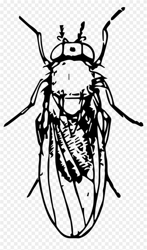 Insect Mmd Mmd Honkai Impact Rd Yae Sakura Fiestar Apple Pie Honkaiimpact Mmd Lilia