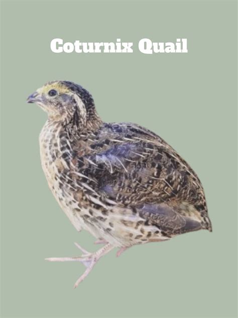 17 Best Quails For Meat And Eggs To Raise With Pictures