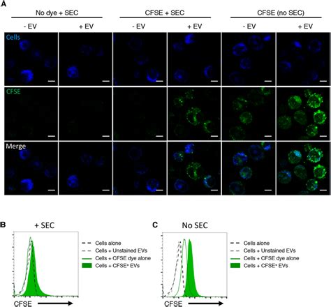 Dc2 4 Dendritic Cells Uptake Cfse Labeled Evs A Confocal Microscopy Download Scientific
