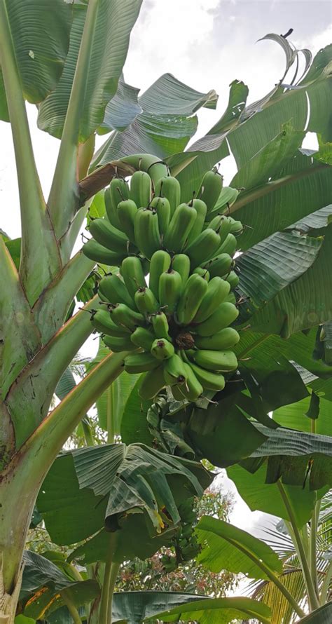 กล้วยแปลกกล้วยหายากเช่น กล้วยน้ำหว้าแดง กล้วยมาฮอย สองเครือ