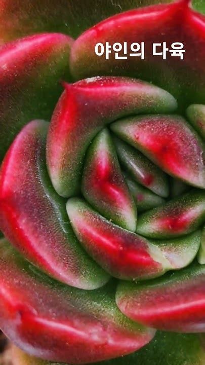 꽃보다 창희 ~ 귀티가 줄줄 ~ 파종이 실생 다육 다유기 다육이 다육식물 반려식물 다육판매 다육이판매 다육이키우기 다육인스타그램 매혹이 청주 야인