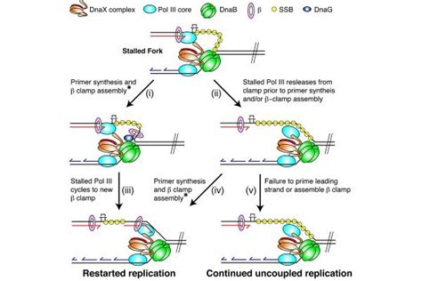 Replication Fork Stalling Lesion Bypass And Replication Restart Sloan Kettering Institute