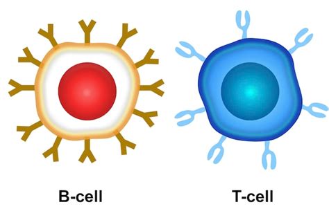 Premium Photo Cell Of Adaptive Immune System