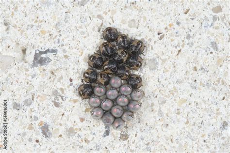 Poster Eggs And Group Of Young Larvae After Hatching Of The Mottled