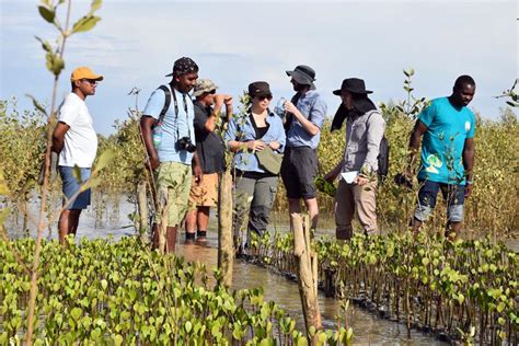 Priyanka Jagtap On Linkedin New Mangrove Planting Model Offers Hope