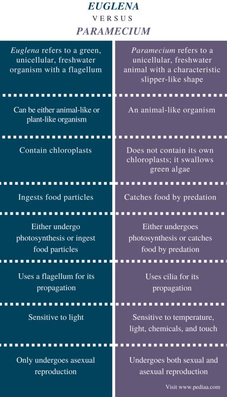 Difference Between Euglena And Paramecium Definition Structure Locomotion Feeding Mode