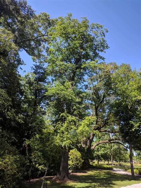 Sassafras Tree Guide Benefits Growth And Care Tips Sassafras Tree Guide Benefits Growth And Care Tips