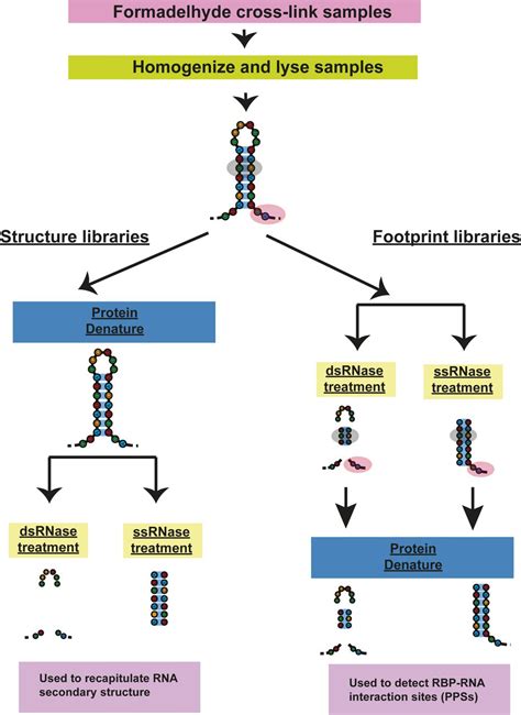Rna Binding Protein