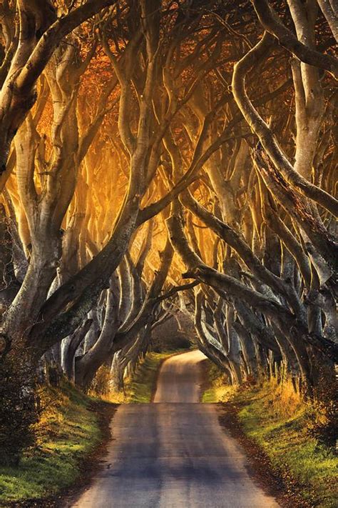 Incredible Tree Tunnels Around The World Information Hub Of Besties