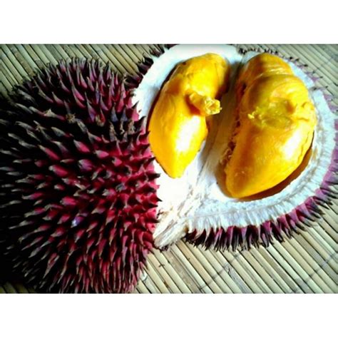 Rote Durian Samen Durian Marangang Durio Dulcis 12 50 € 🌳🌼🌸🌿🌱🍉