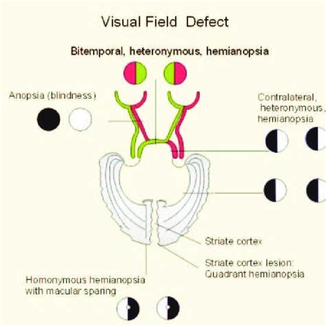 Structure Of On And Off Centered Receptive Fields In The Retina A