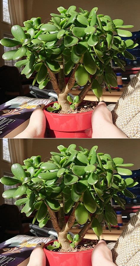 Everyone Knows This Plant But Few Know That When Placed In This Way