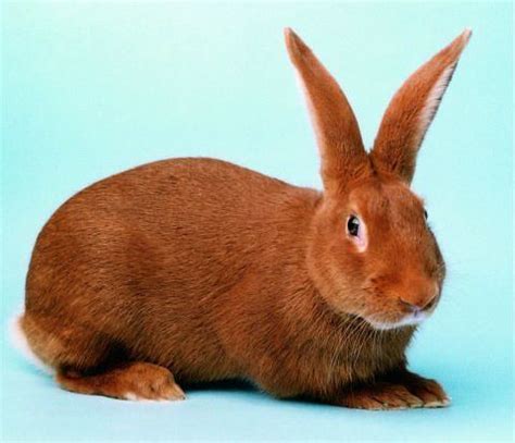 New Zealand Red Rabbit Alchetron The Free Social Encyclopedia