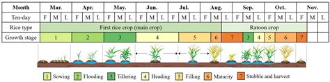 Mapping Ratoon Rice Fields Based On Sar Time Series And Phenology Data In Cloudy Regions