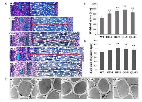 Xylem Development Was Increased By Pagrabe1b Overexpression A