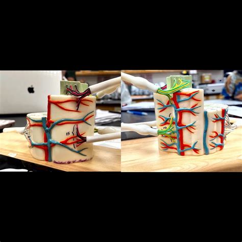 Practical 3 Spinal Cord Labeling Part 2 Diagram Quizlet