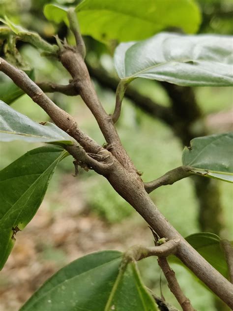 Prevent The Spread Of Cocoa Swollen Shoot Virus Disease Kakaoplattform