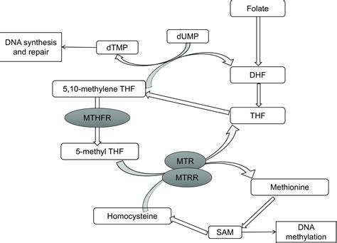 Genetic Variants In Folate Metabolism Related Genes Serum Folate And