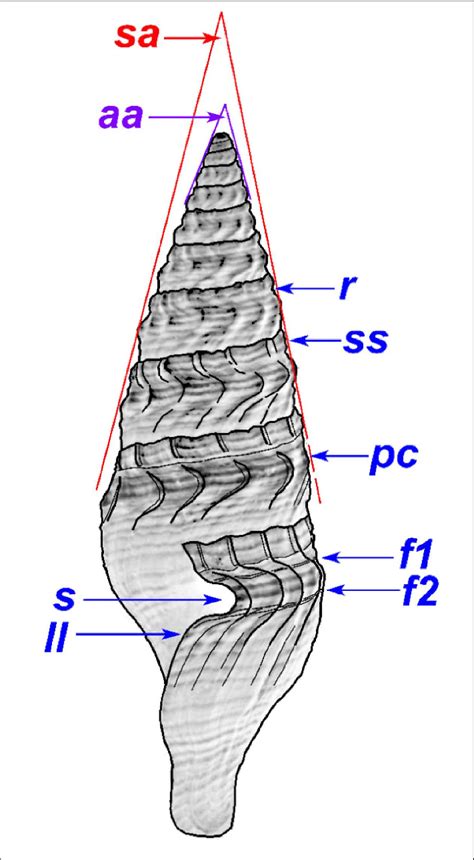 Shell Terminology Download Scientific Diagram