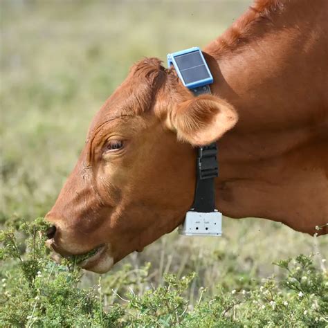 Lara‑r6 Lte Cat 1 Module Voice‑ready Global Iot Lara‑r6 Lte Cat 1 Module Voice‑ready Global Iot