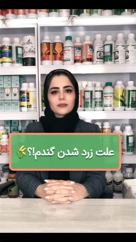 ‎🚜کشاورزان مغانپارس آباد مغان‎ ‎آماده سازی مزارع گوجه فرنگی برای کشت