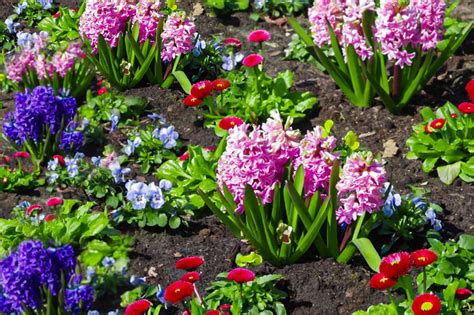 Hyacinth Plant Care And Growing Guide