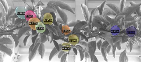 Example Of Images Labelled For Instance Segmentation Showing Detection