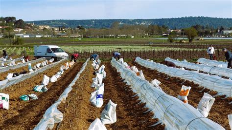 La Récolte Des Asperges Fines Et Goûteuses Chez Nicolas Boudon