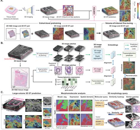 论文审查 Ai Driven 3d Spatial Transcriptomics