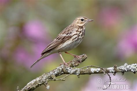 Tree Pipit Photos Tree Pipit Images Nature Wildlife Pictures NaturePhoto