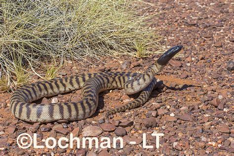 Black Headed Python Lochman Transparencieslochman Transparencies