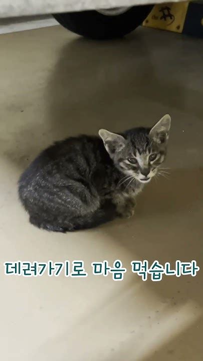 지하주차장 냥줍 고양이 냥줍 Youtube
