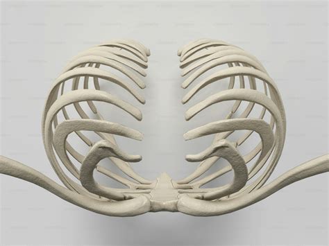 A 3d Model Of A Human Rib Cage Photo Human Image On Unsplash