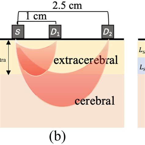 Representations Of The Human Head A Homogeneous Model B Two Layer