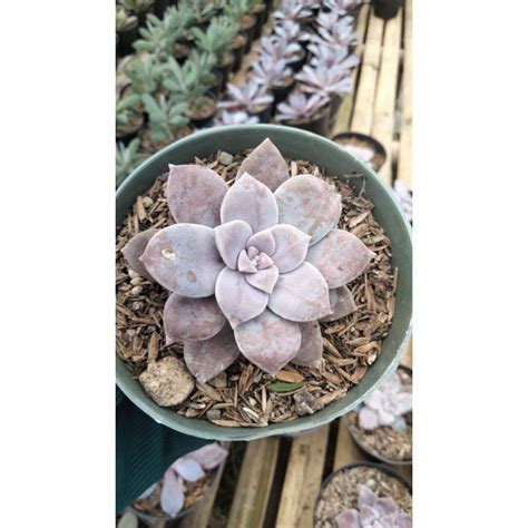 Jual Sukulen Medium Diameter 10 Cm Shopee Indonesia