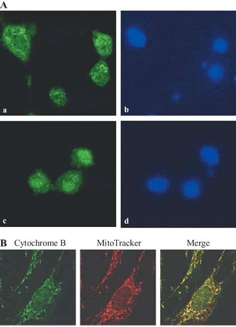 Cytochrome C Was Released From G418 Treated Nrk Cells Independently Of Download Scientific