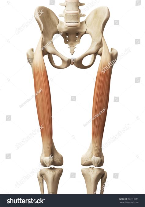 Muscle Anatomy Rectus Femoris Stock Illustration 223319311 Shutterstock