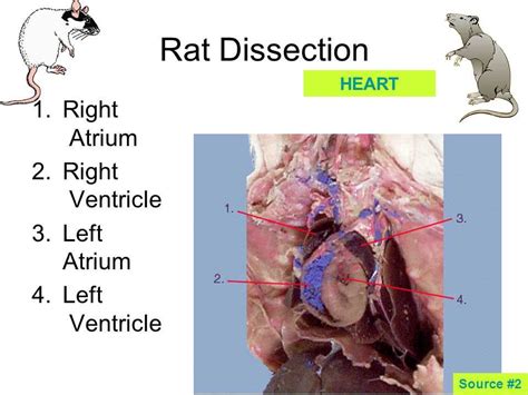 Unraveling The Secrets Rat Dissection Lab Answer Key Revealed